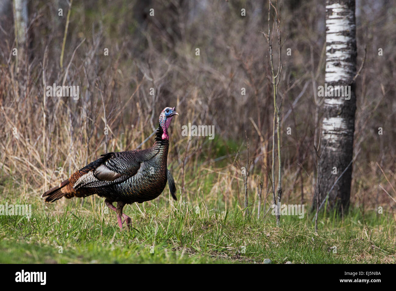 Eastern wild Turkey Stock Photo - Alamy