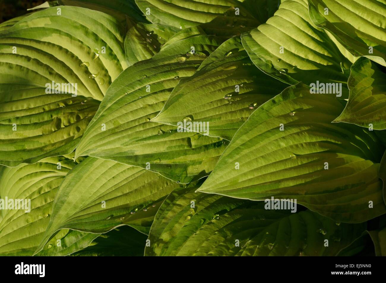 Hosta with water drops in the garden Stock Photo - Alamy