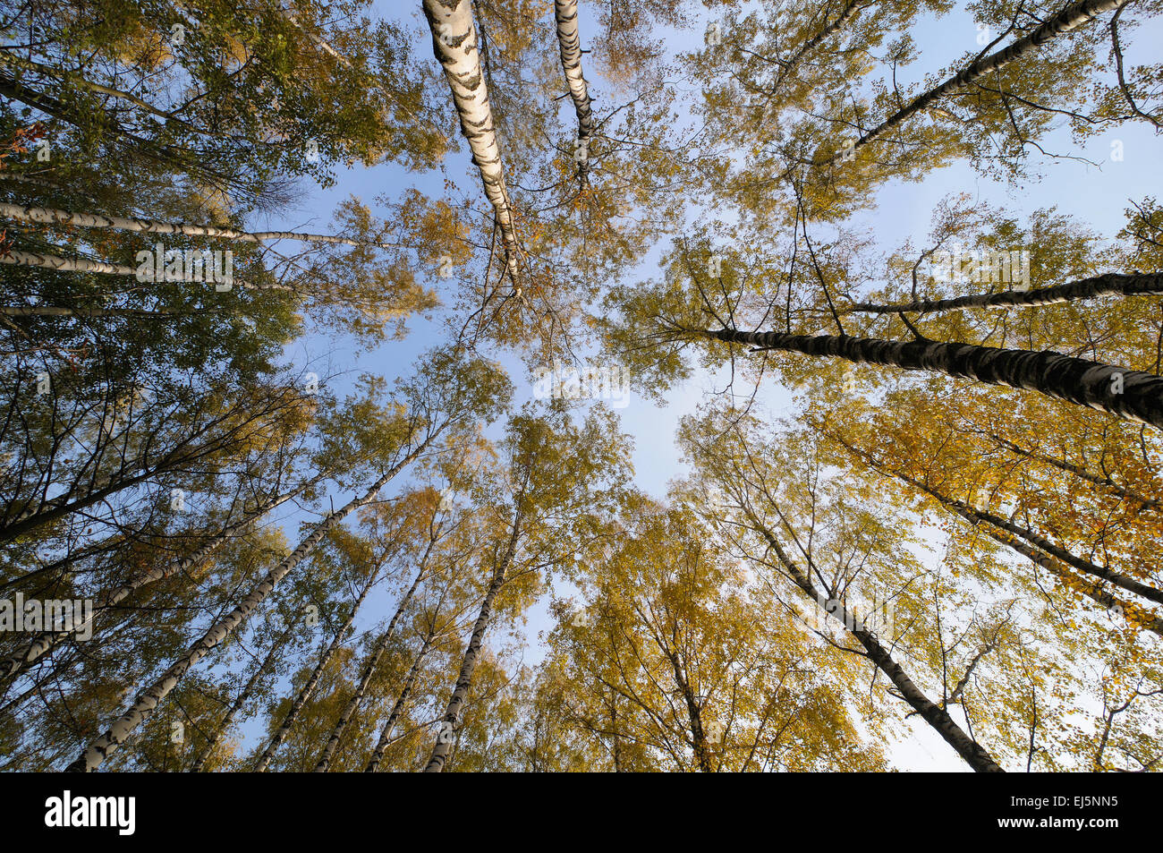 Sunny top view wood canopy hi-res stock photography and images - Alamy