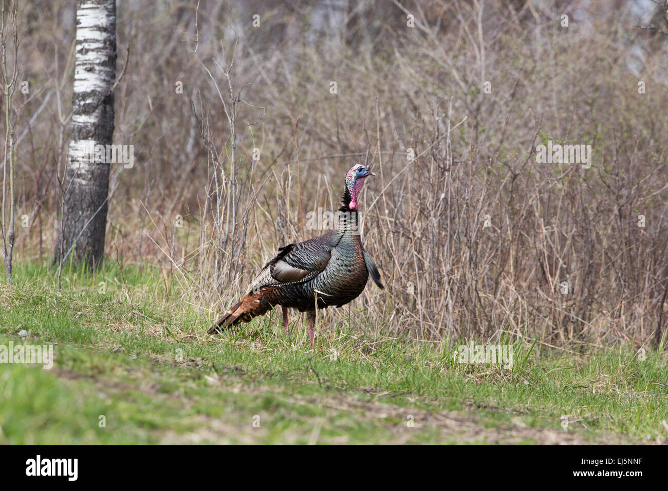 Eastern wild Turkey Stock Photo - Alamy