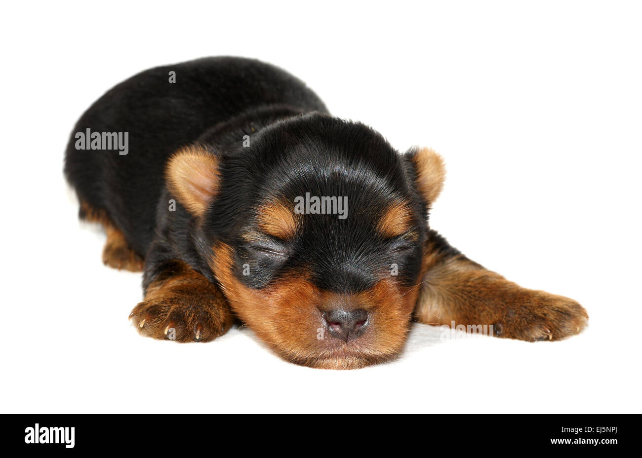 One week old puppy of the Yorkshire Terrier Stock Photo - Alamy