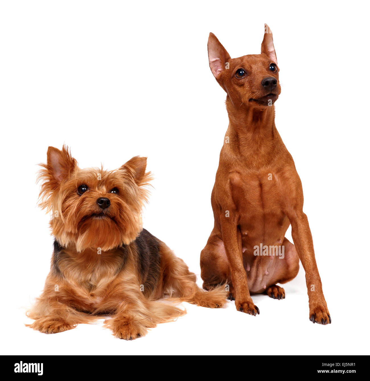 Two dogs isolated on the white background Stock Photo - Alamy