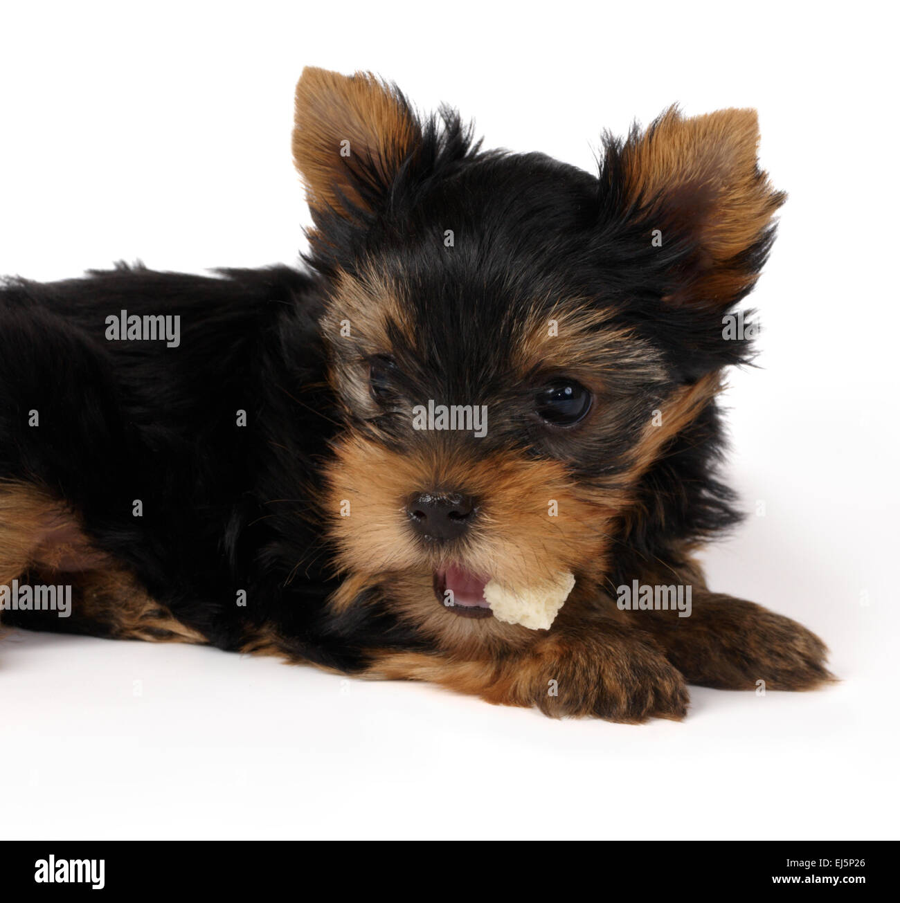 Puppy dog bread in mouth in hi-res stock photography and images - Alamy