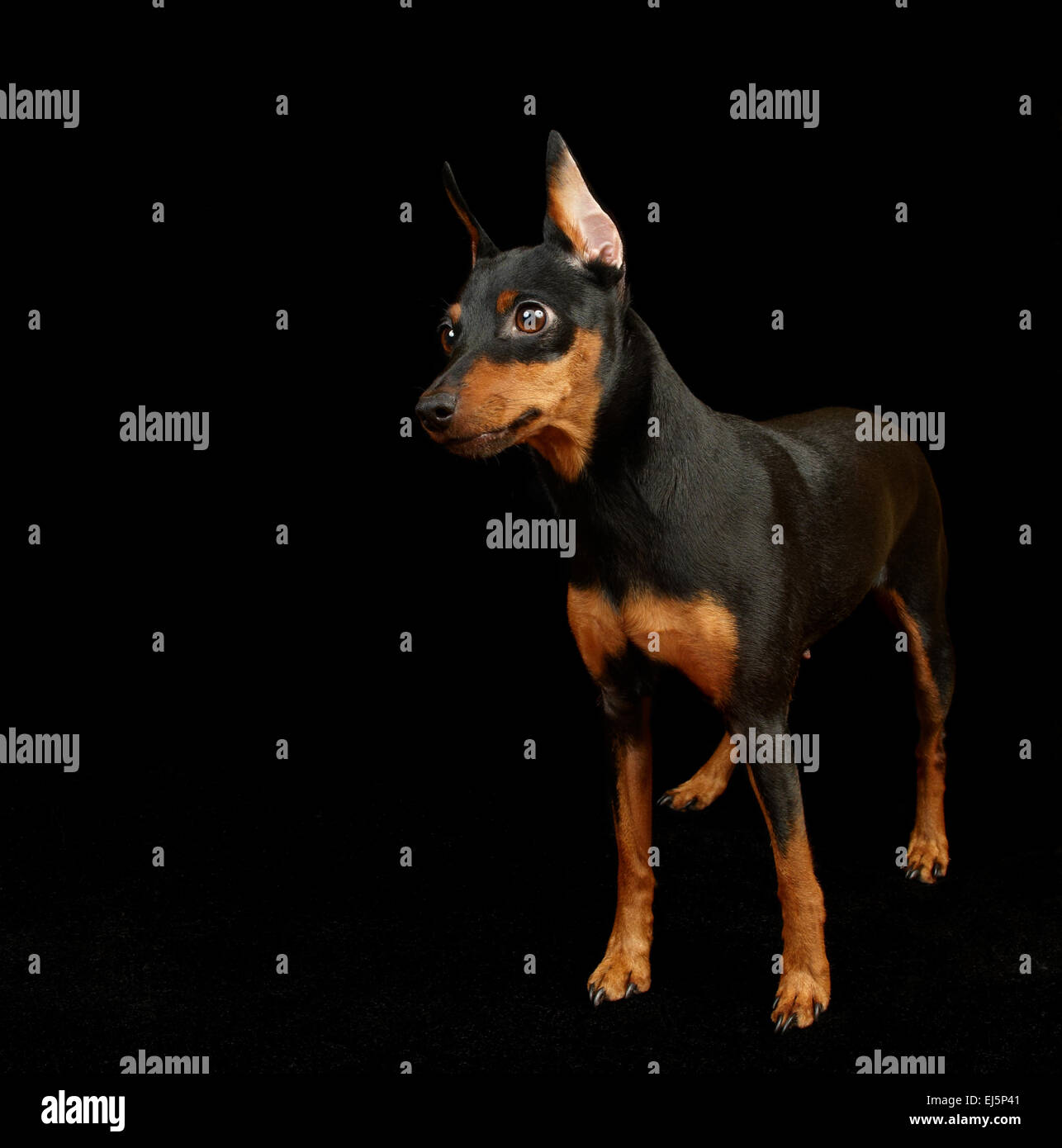 Black Miniature Pinscher isolated on black Stock Photo - Alamy
