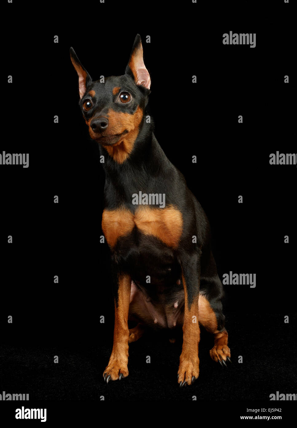 Black Miniature Pincher isolated on black background Stock Photo - Alamy
