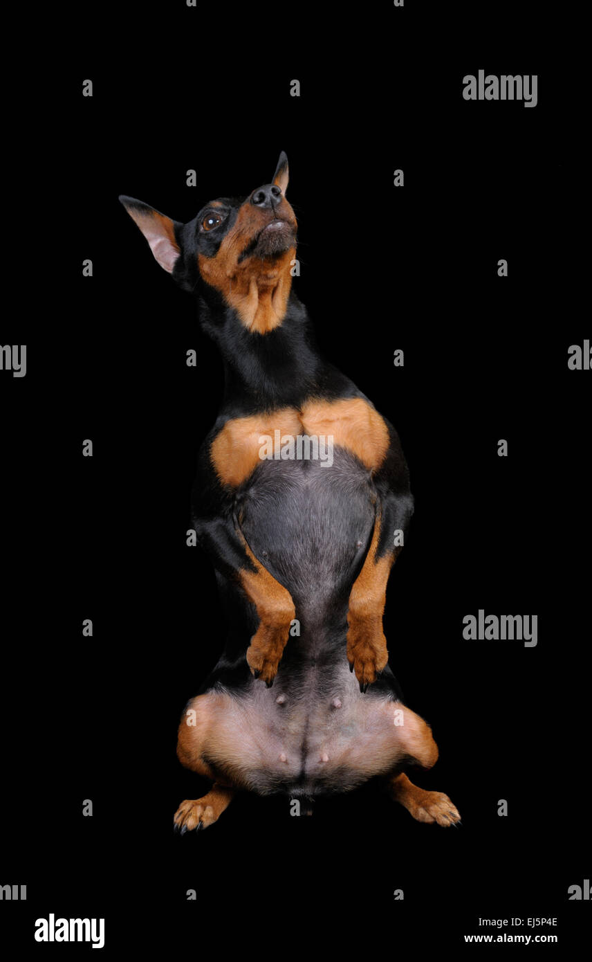 Black Miniature Pincher isolated on black background Stock Photo - Alamy