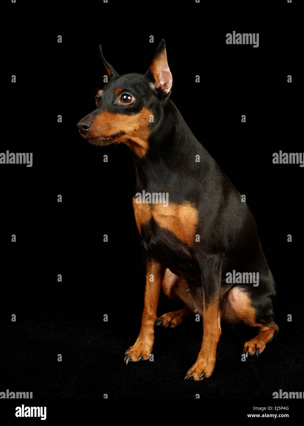 Black Miniature Pincher isolated on black Stock Photo - Alamy