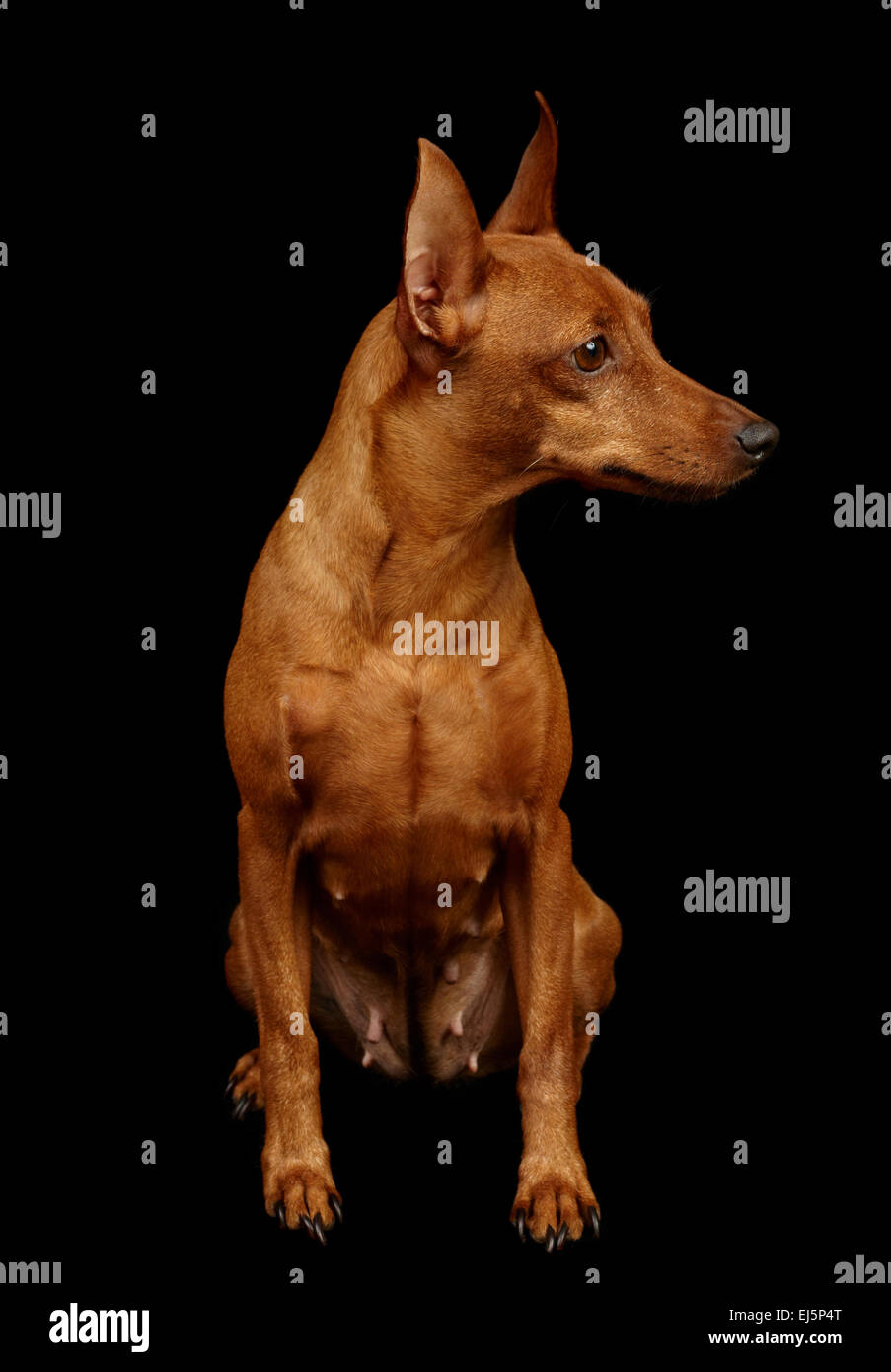 Red Miniature Pinscher isolated on black background Stock Photo - Alamy