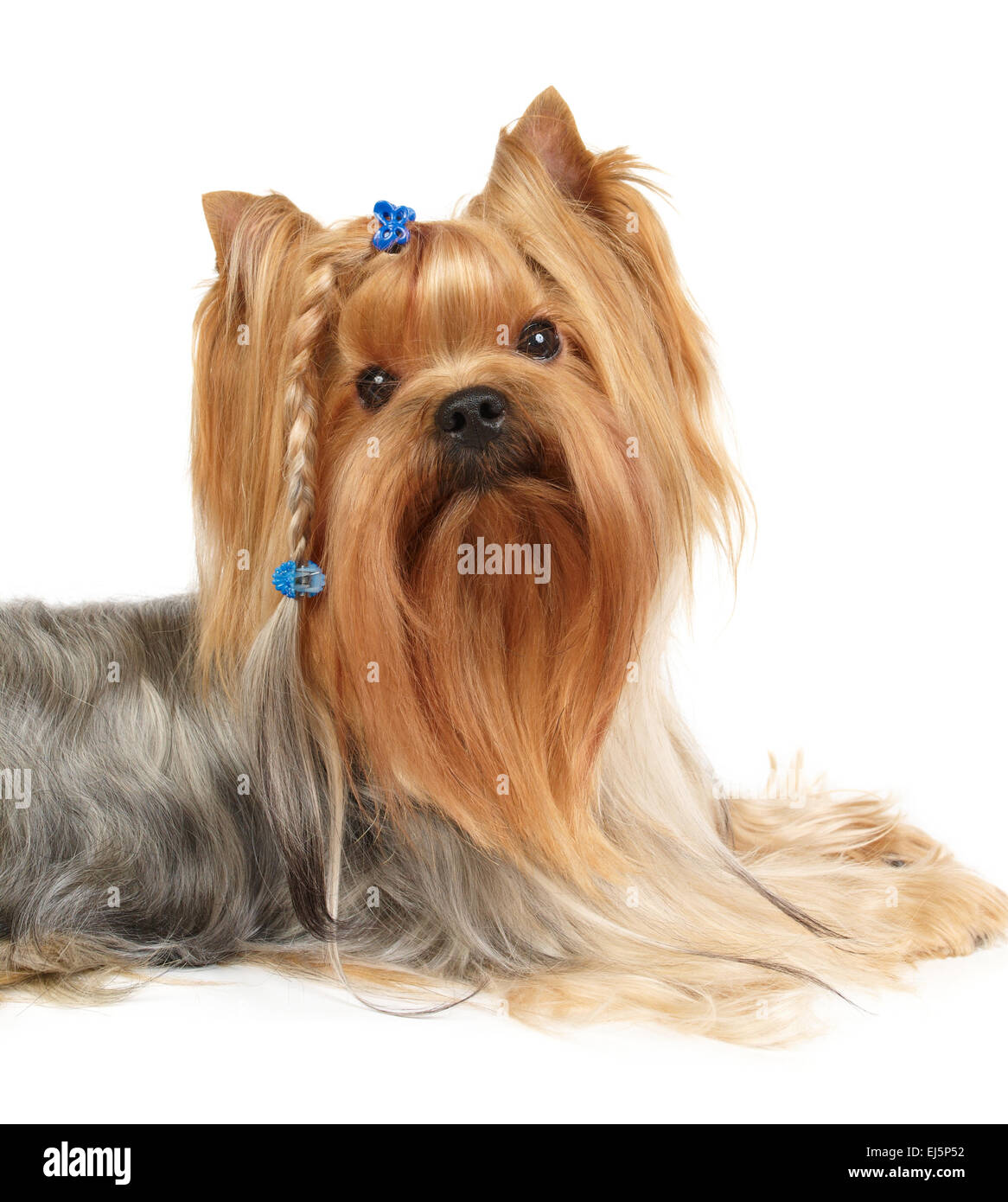 One braid Cut Out Stock Images & Pictures - Alamy