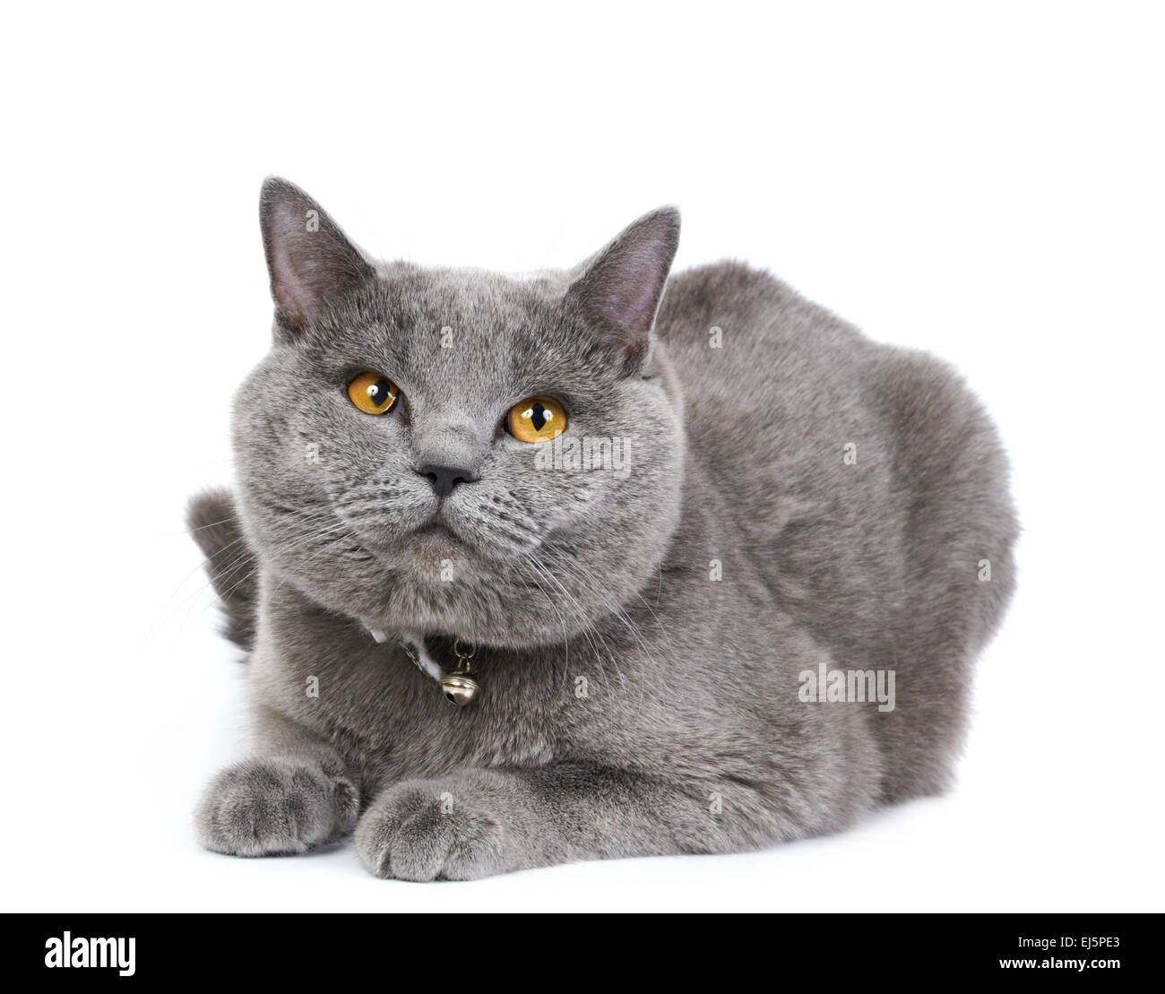 British blue cat isolated on the white background Stock Photo - Alamy