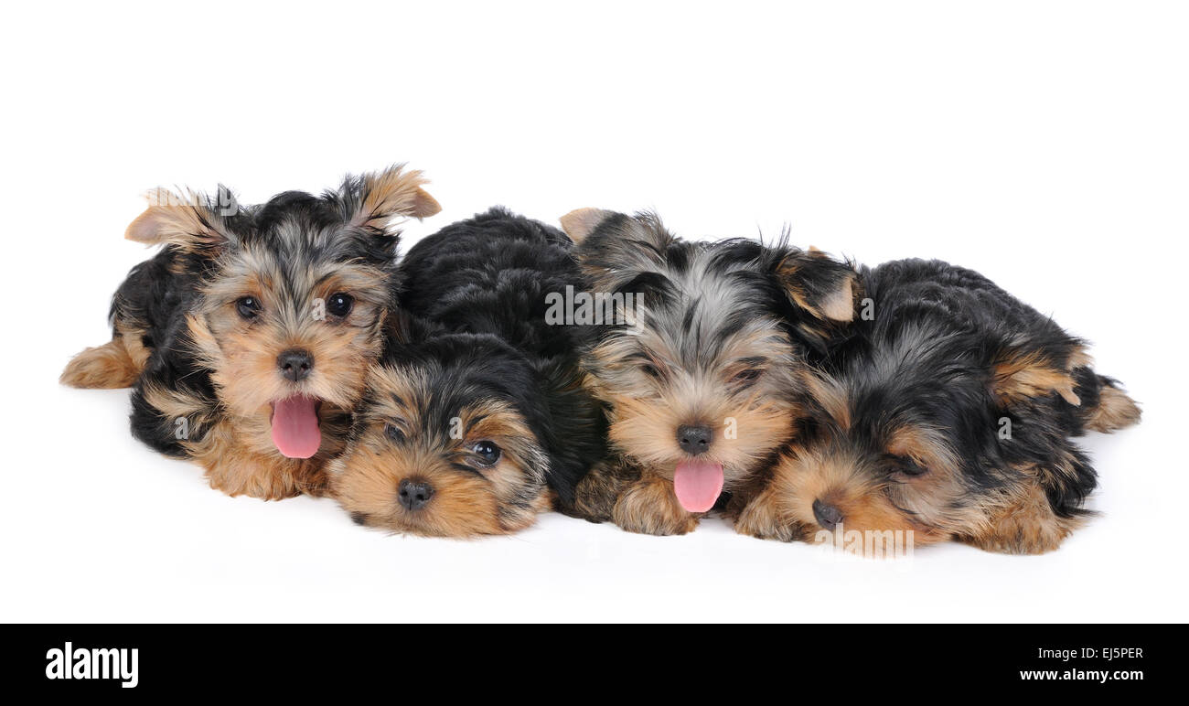 Four puppies of the Yorkshire Terrier isolated on white Stock Photo - Alamy
