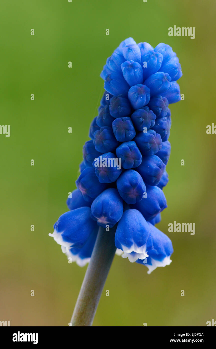 Blue muskari hi-res stock photography and images - Alamy