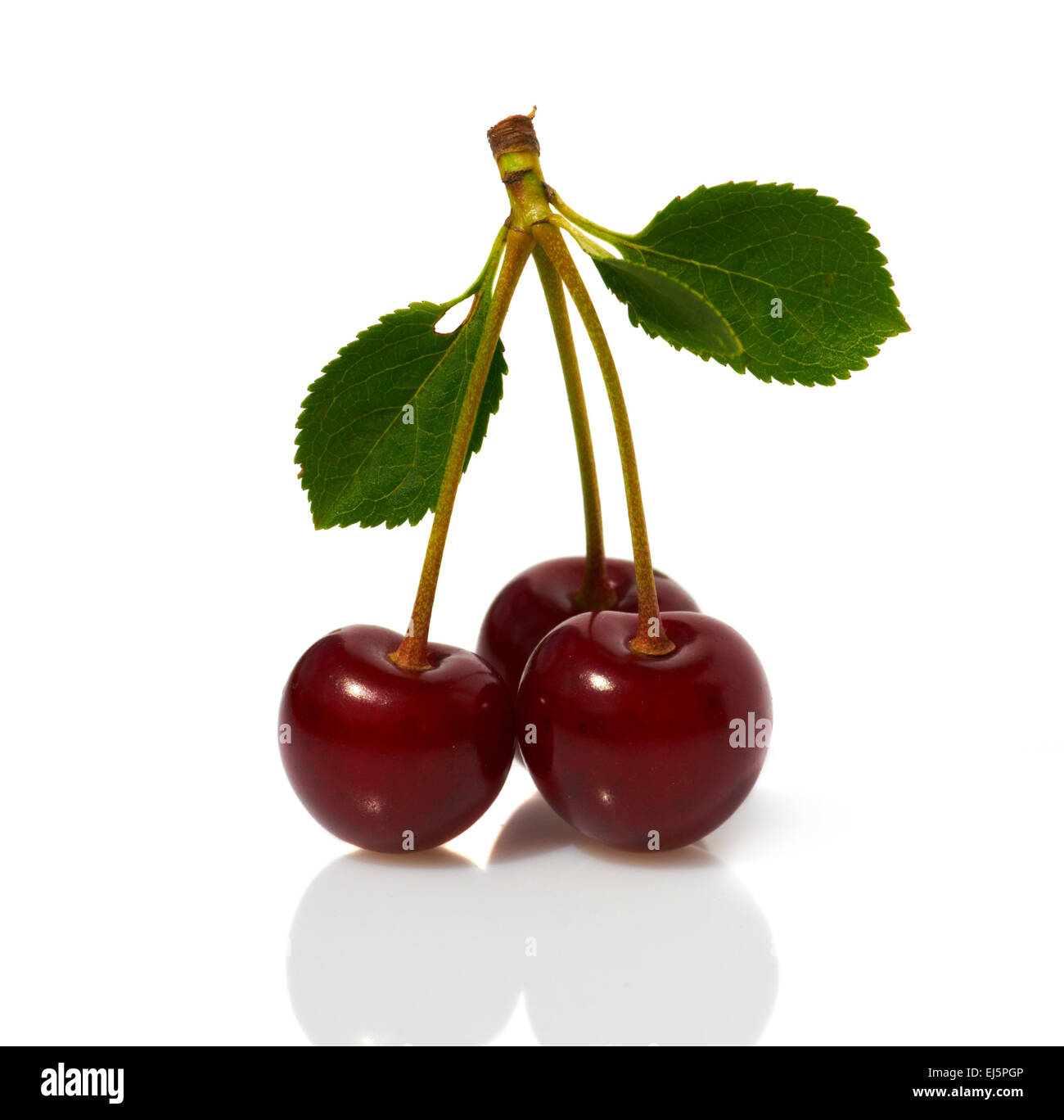 Bunch of ripe red cherry isolated on white Stock Photo - Alamy