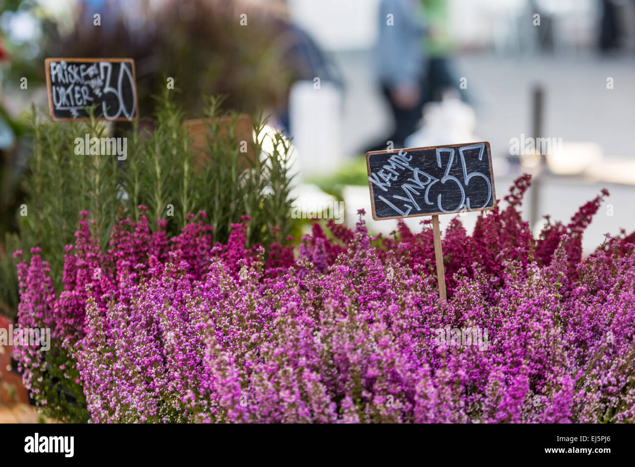 Small Heather plants on sale in Copenhagen, Denmark Stock Photo - Alamy
