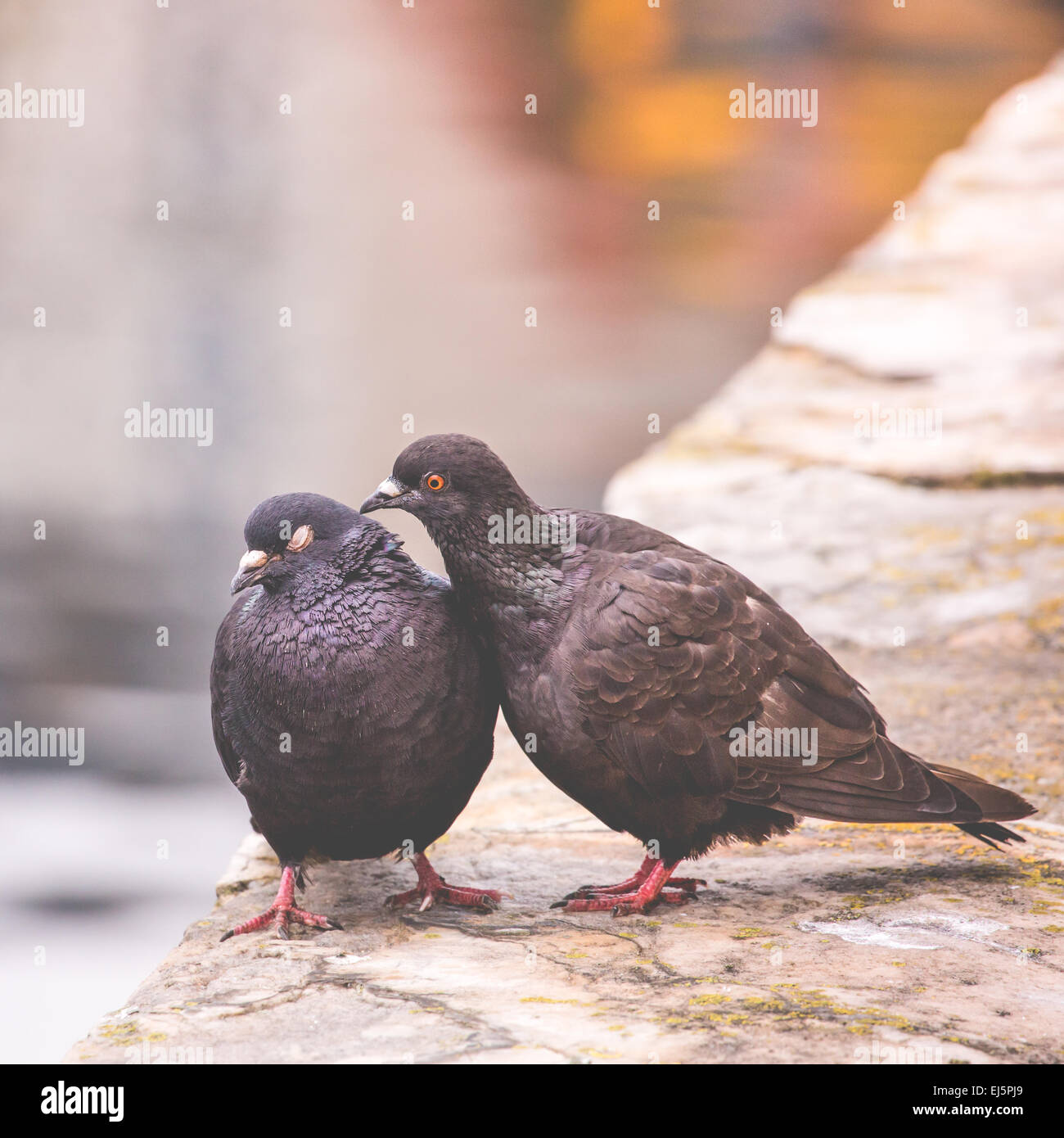 Two pigeons on a wood post show affection towards each other Stock ...