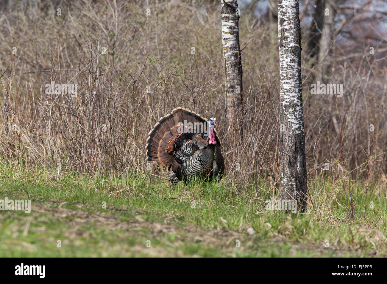 Eastern wild Turkey Stock Photo - Alamy