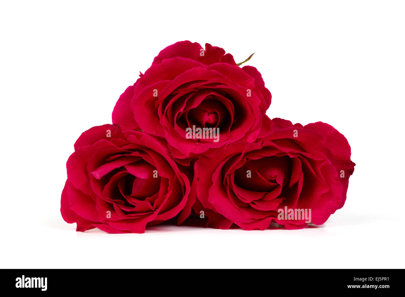 Bunch of three red roses isolated on white Stock Photo - Alamy