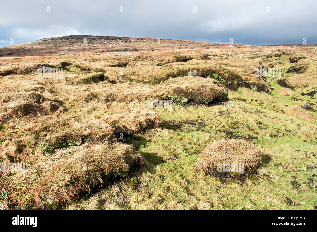 Moorland regeneration hi-res stock photography and images - Alamy