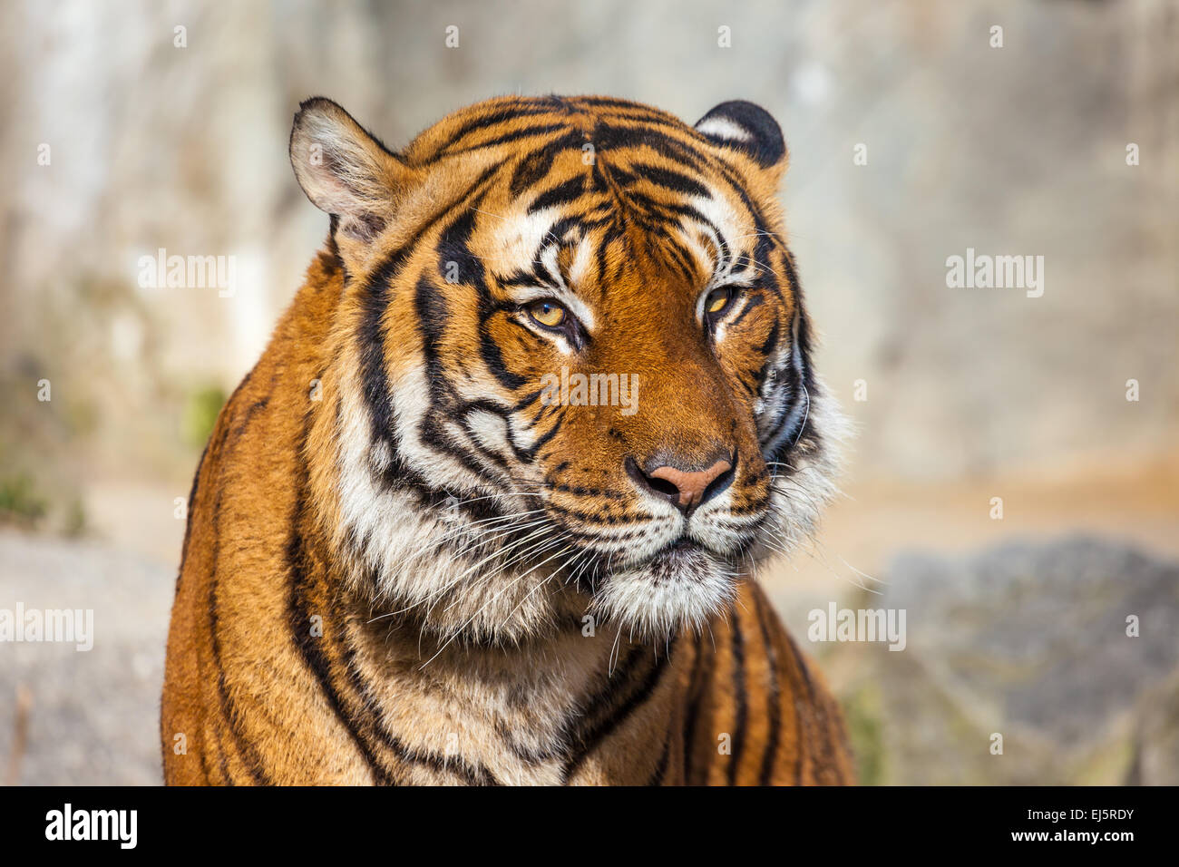 Close-up of a Tigers face Stock Photo - Alamy