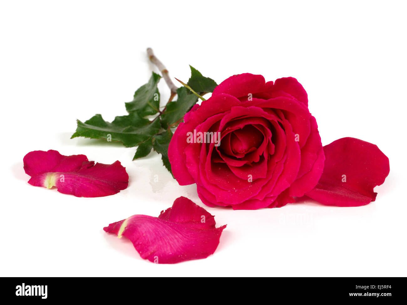 Torn red rose petal hi-res stock photography and images - Alamy