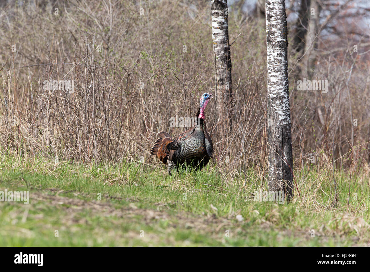 Eastern wild Turkey Stock Photo - Alamy