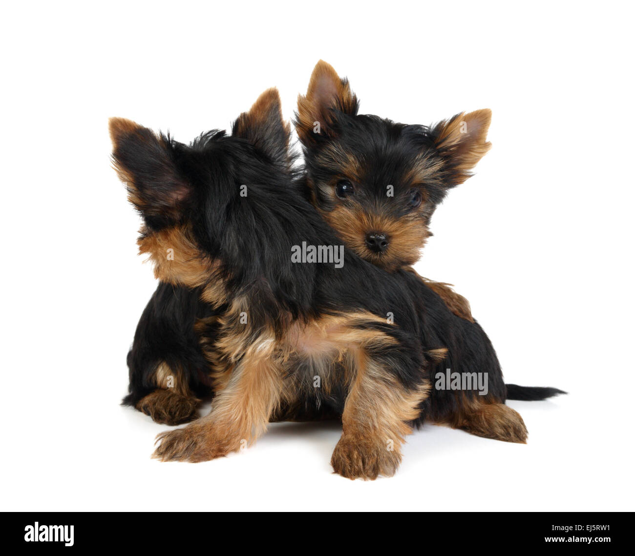 We got each others backs Cut Out Stock Images & Pictures - Alamy