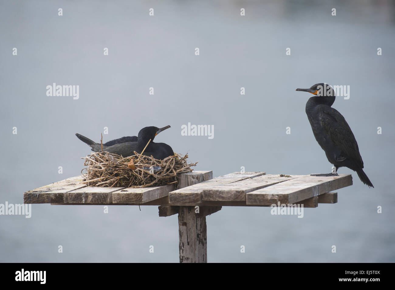 Cape cormorant with chicks, Phulacrocorax capensis, Bird island ...
