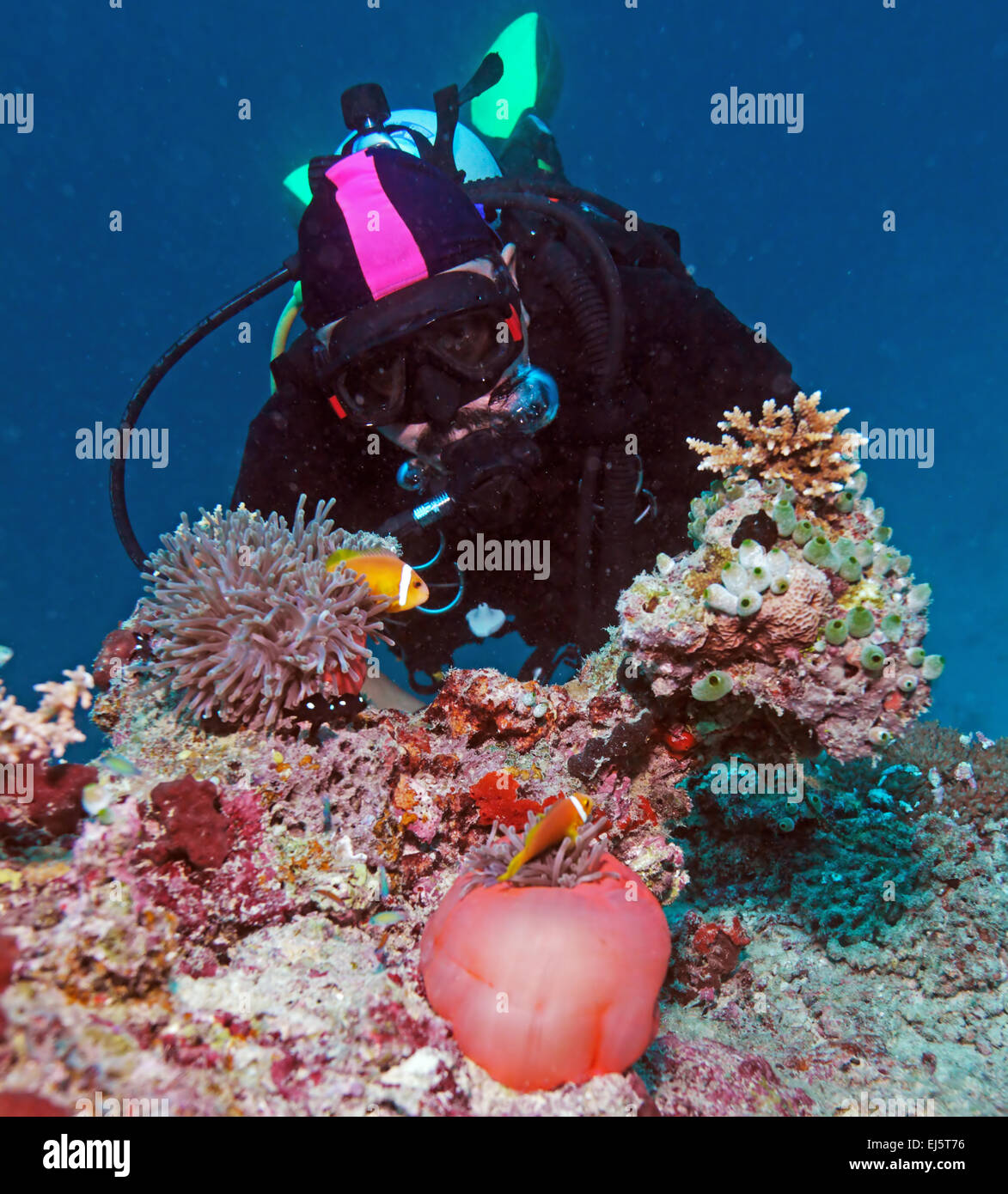 Big Purple Anemone with Clown Fish and Asian Man - Scuba Diver ...