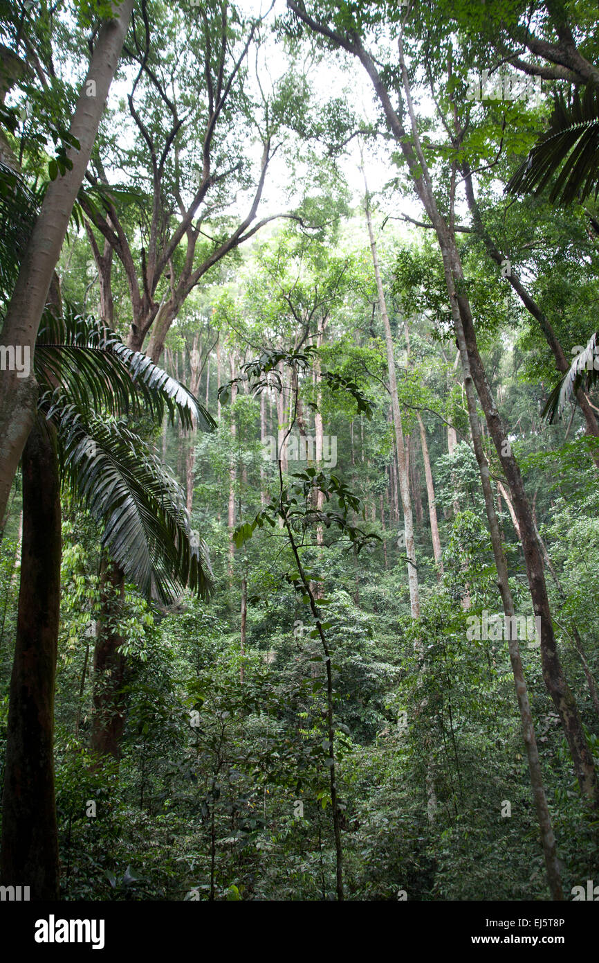Malaysia forest hi-res stock photography and images - Alamy