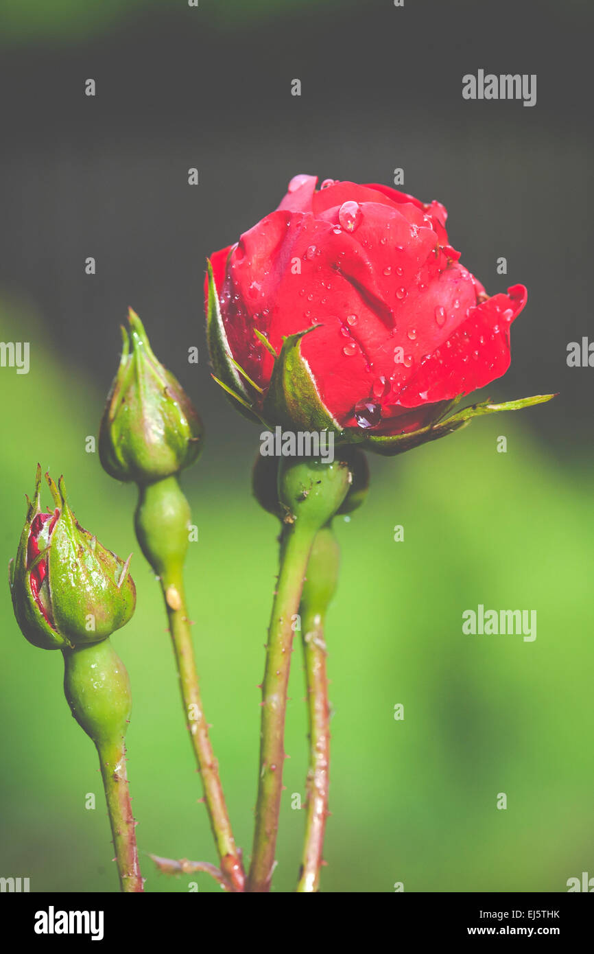Red rose with water drops in my garden Stock Photo - Alamy