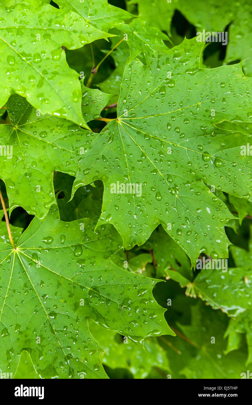 The branch of maple closeup Stock Photo - Alamy