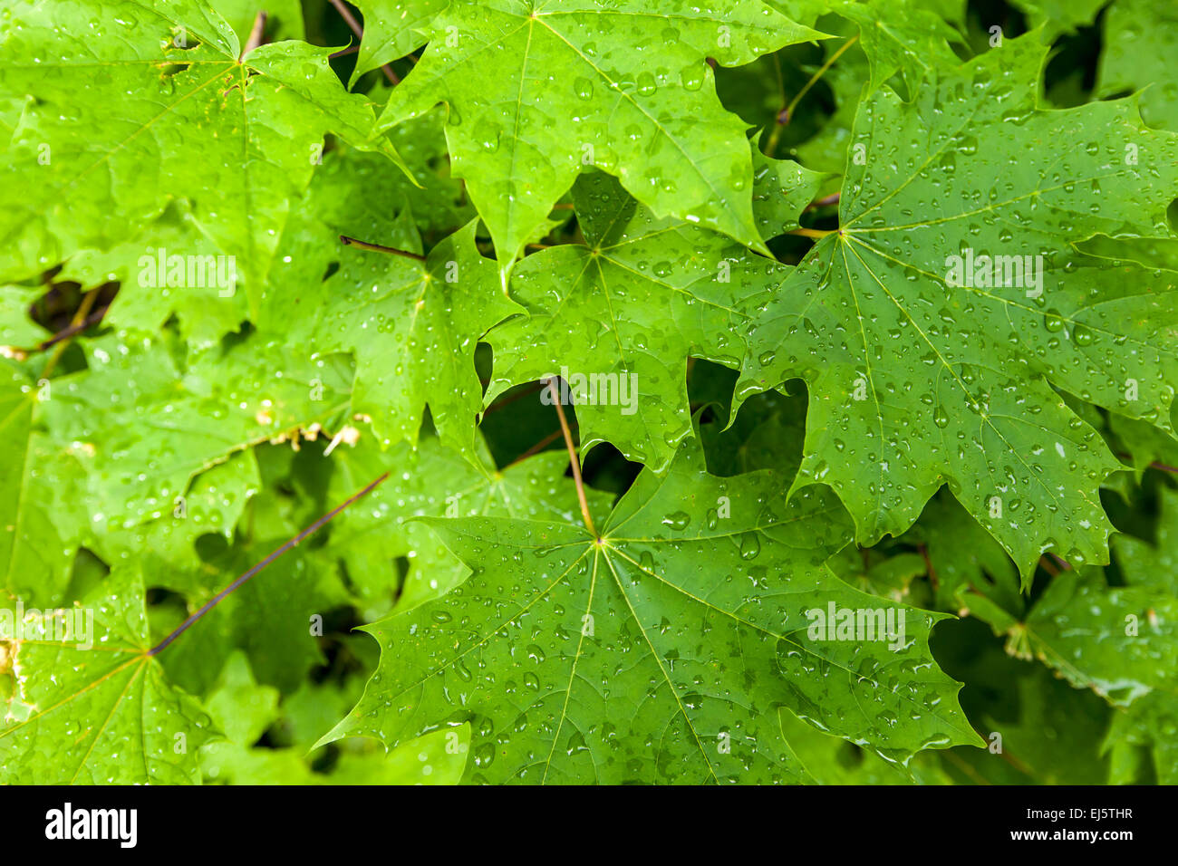 The branch of maple closeup Stock Photo - Alamy