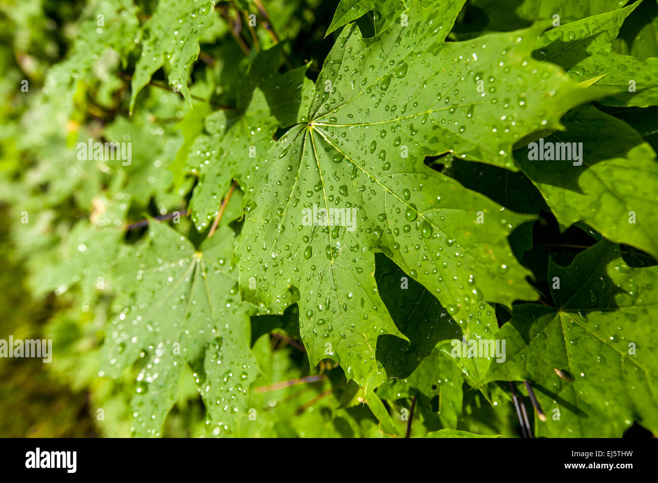 The branch of maple closeup Stock Photo - Alamy