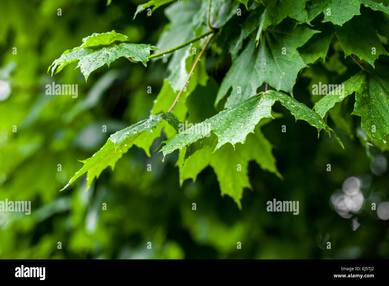 The branch of maple closeup Stock Photo - Alamy