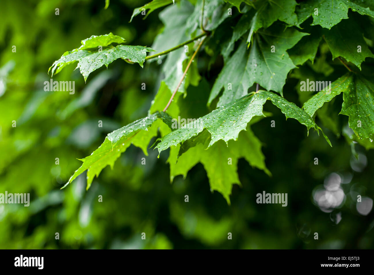 The branch of maple closeup Stock Photo - Alamy