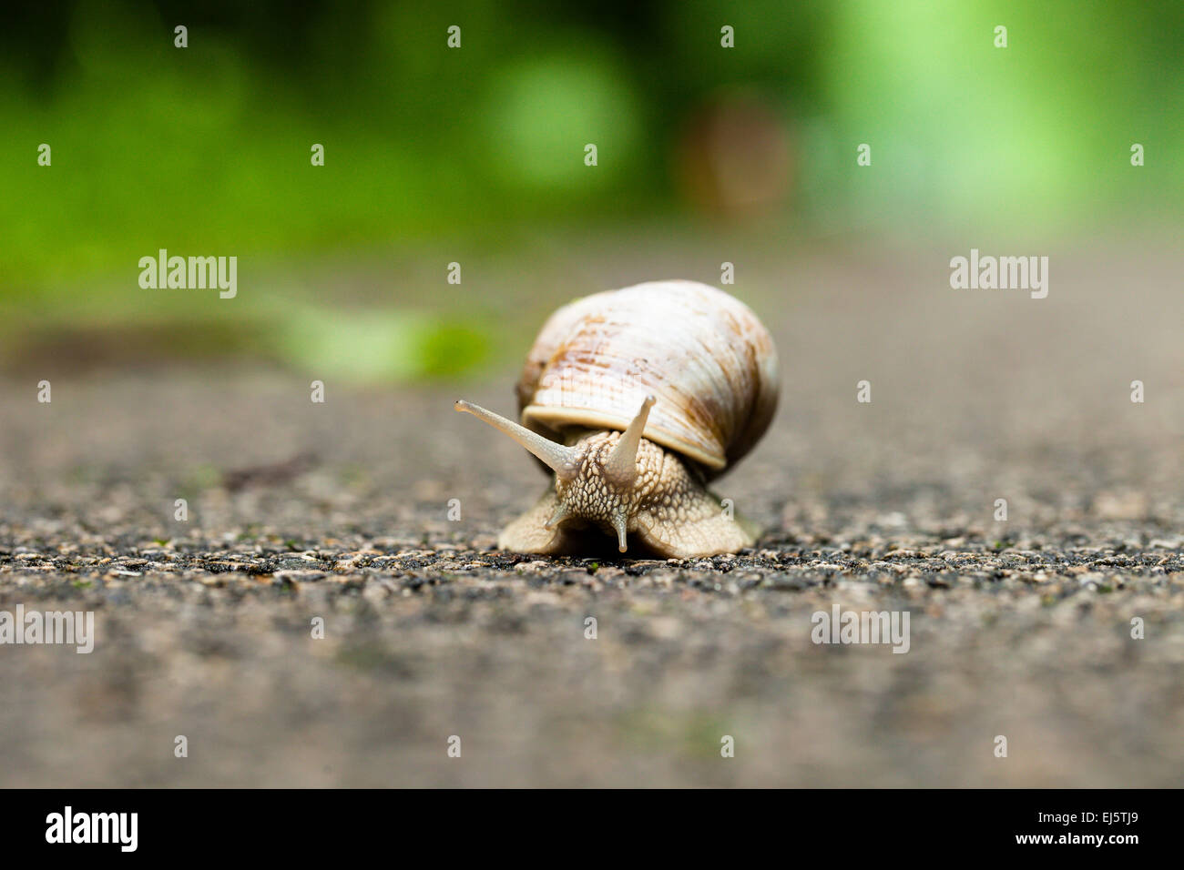 Small brown snail Stock Photo - Alamy