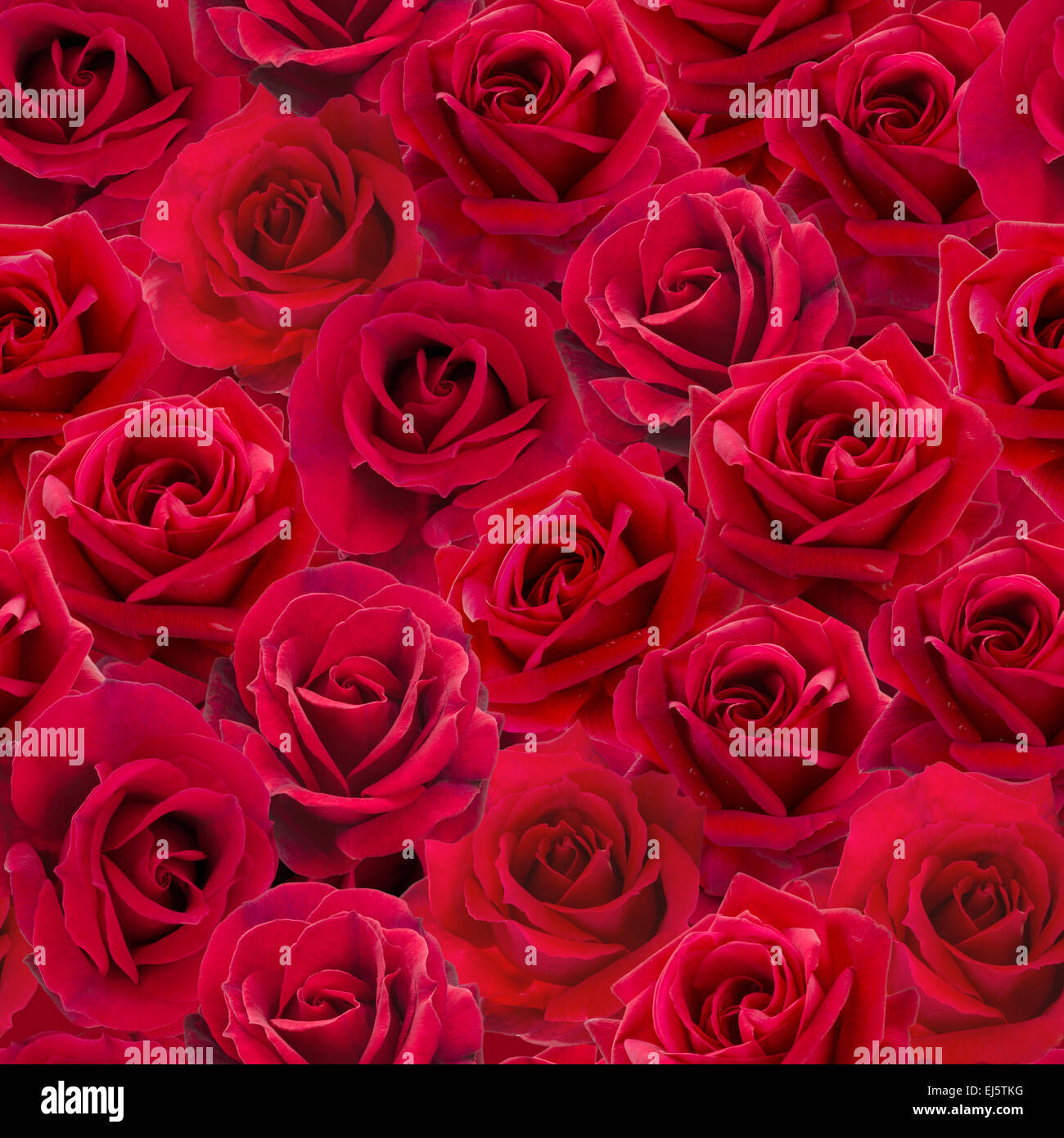 Seamless background with roses hi-res stock photography and images - Alamy