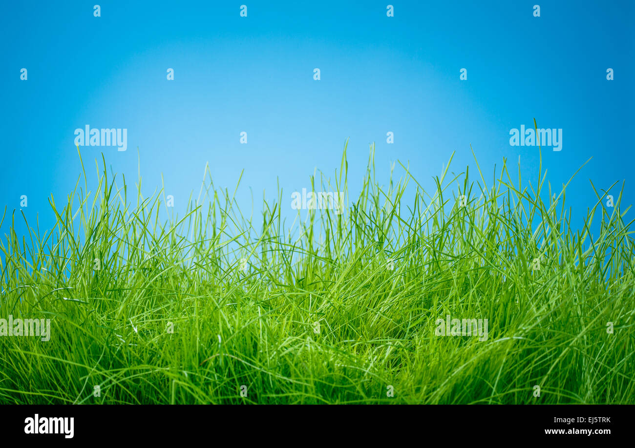Wet grass sun hi-res stock photography and images - Alamy