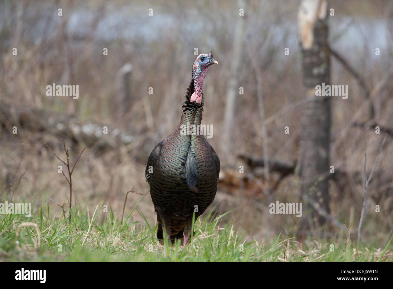 Eastern wild Turkey Stock Photo - Alamy