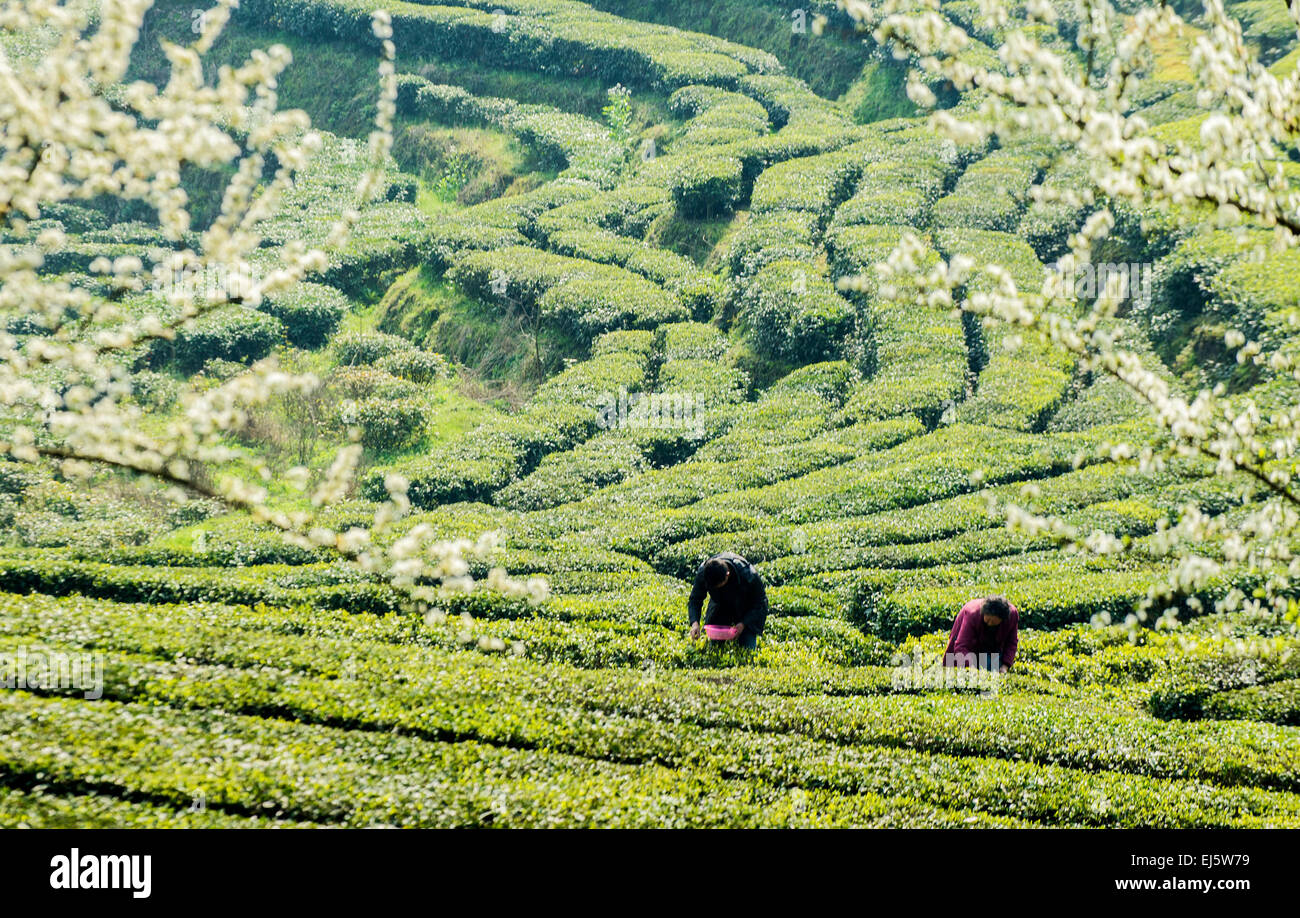 Yichang, China's Hubei Province. 22nd Mar, 2015. Farmers pick tea ...