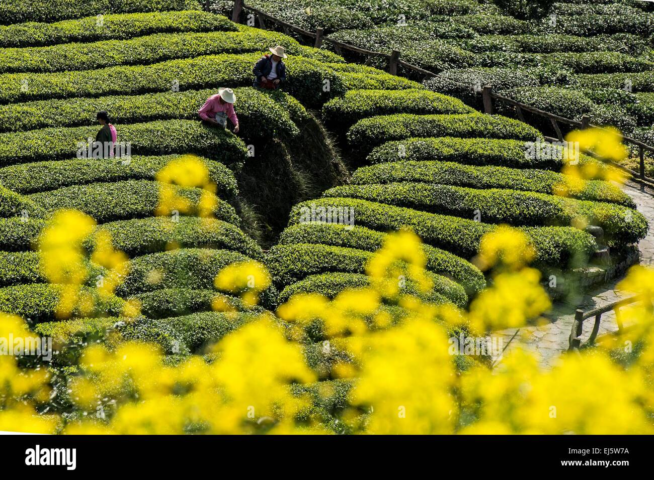 Yichang, China's Hubei Province. 22nd Mar, 2015. Farmers pick tea ...