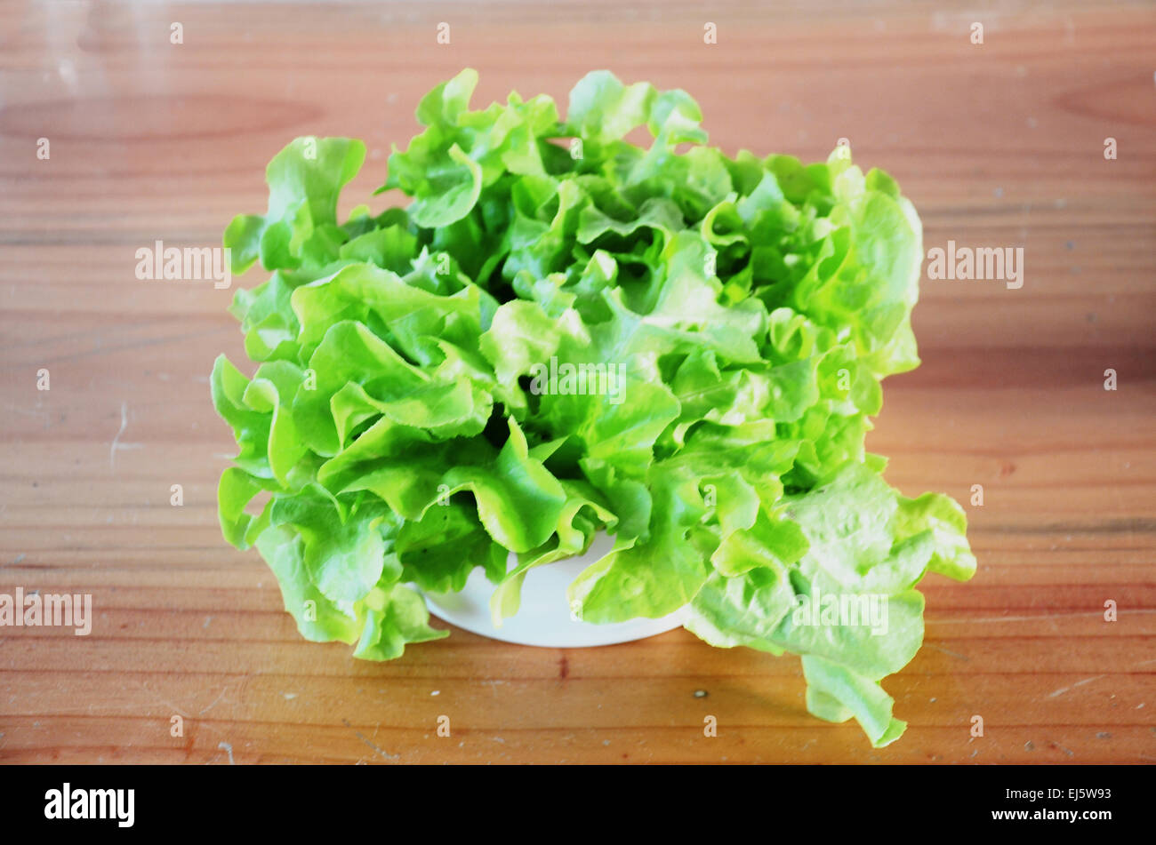 Green Oak vegetable for Mixed salad Stock Photo - Alamy