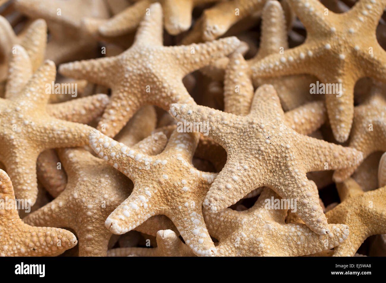 Seashell starfish market souvenir hi-res stock photography and images ...