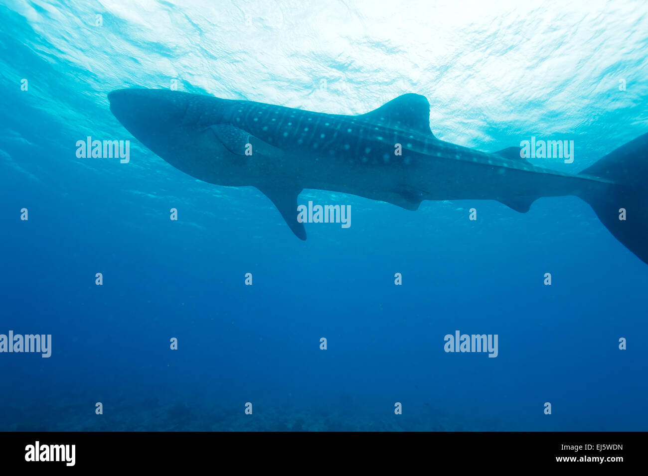 Whale shark close up big hi-res stock photography and images - Alamy