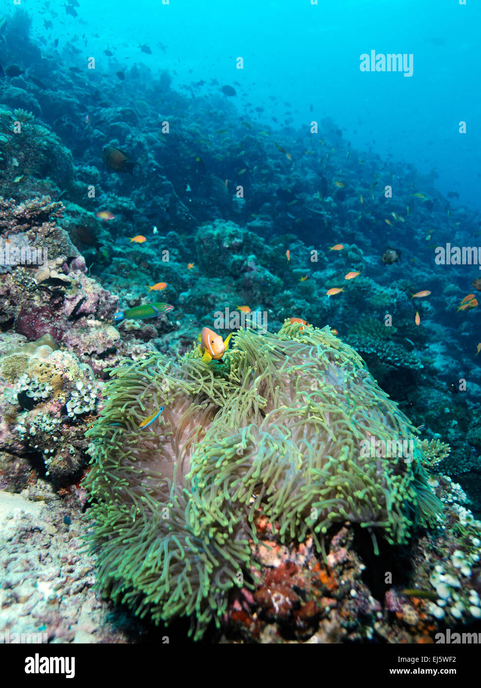 Yellowtail clownfish (Amphiprion clarkii) with sea anemone, Maldives ...