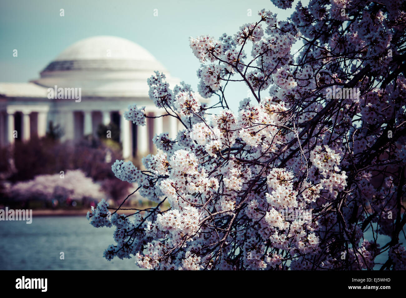 Pink cherry blossoms in spring framing the Jefferson Memorial in ...