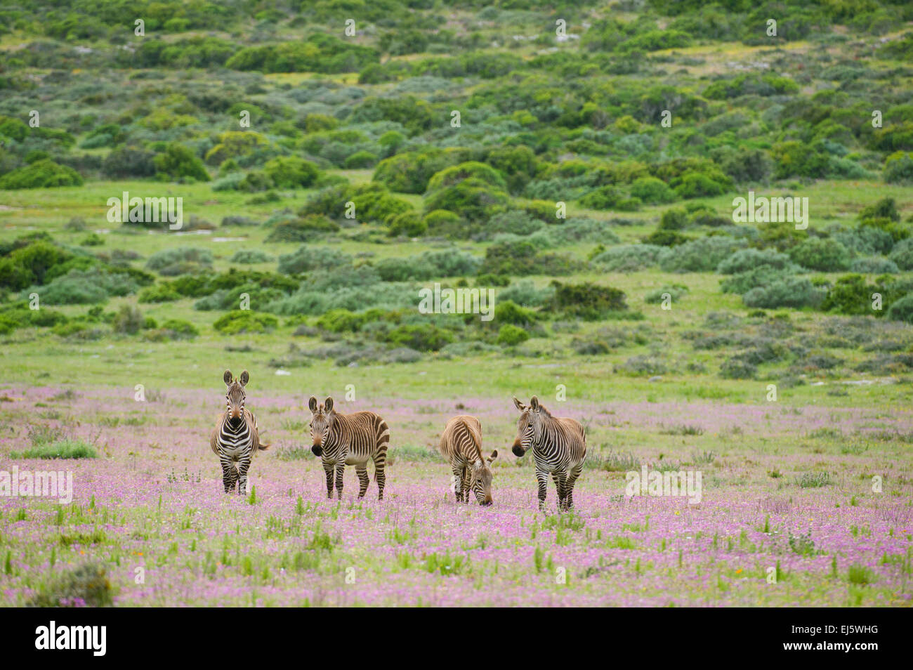 Zebra flowers hi-res stock photography and images - Alamy