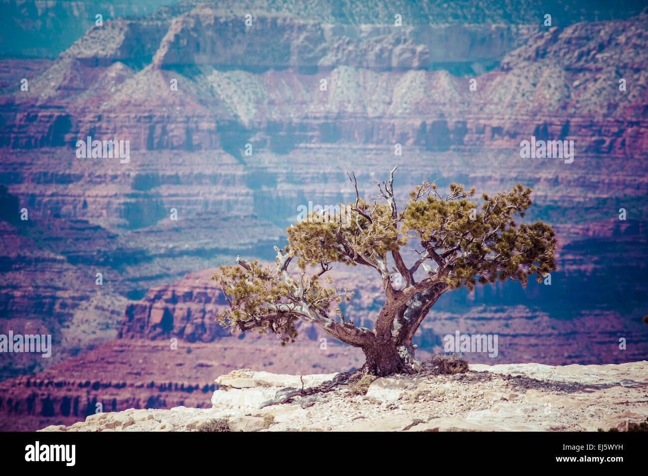 Grand Canyon National Park, Arizoan, USA Stock Photo - Alamy
