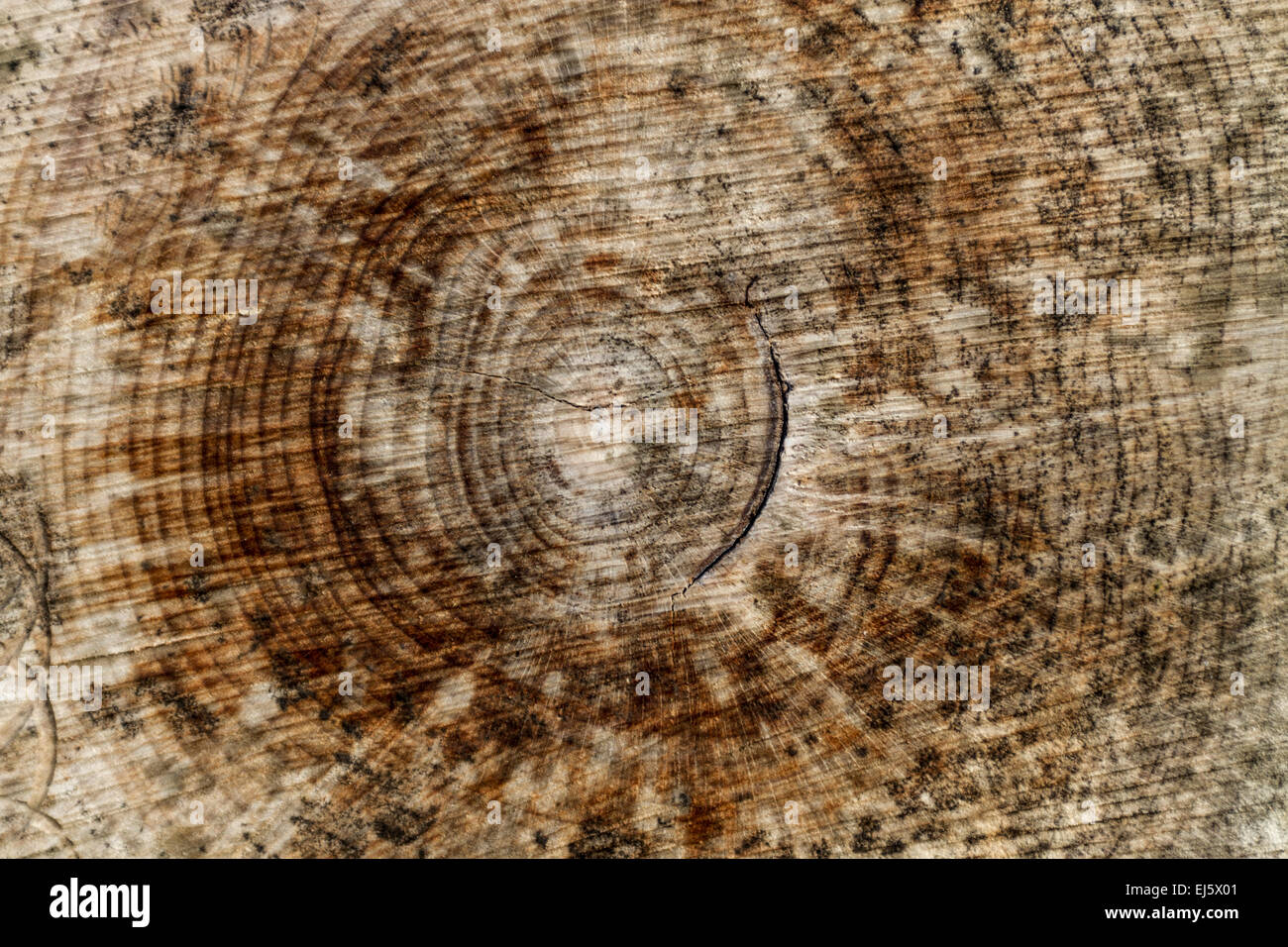 Rings on Tree Trunk Stock Photo - Alamy