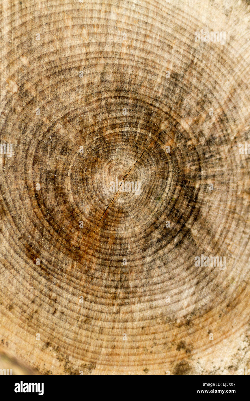 Rings on Tree Trunk Stock Photo - Alamy